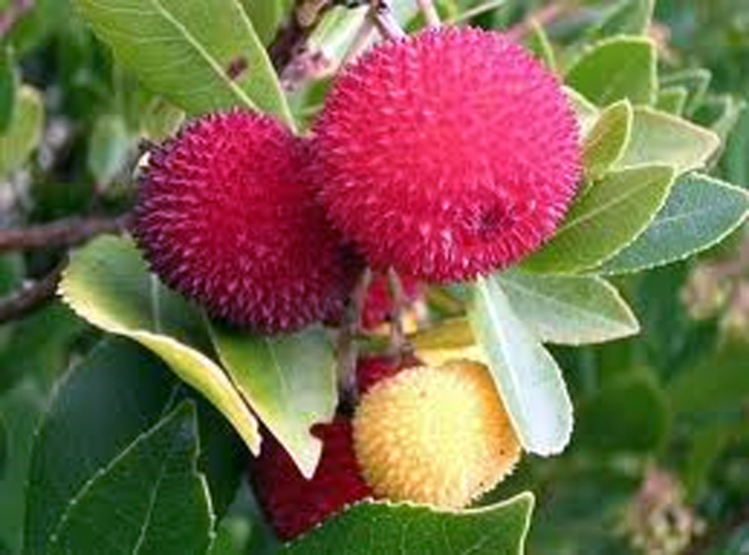 Guía para plantar un madroño. - Laderas del naranco