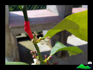 Guía para injertar un naranjo en un limonero. - Laderas del naranco