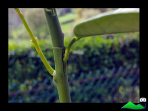 Guía para injertar un naranjo en un limonero. - Laderas del naranco